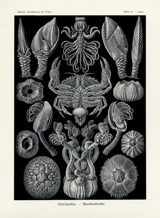 Ernst Haeckel Marine Life Shells Crab