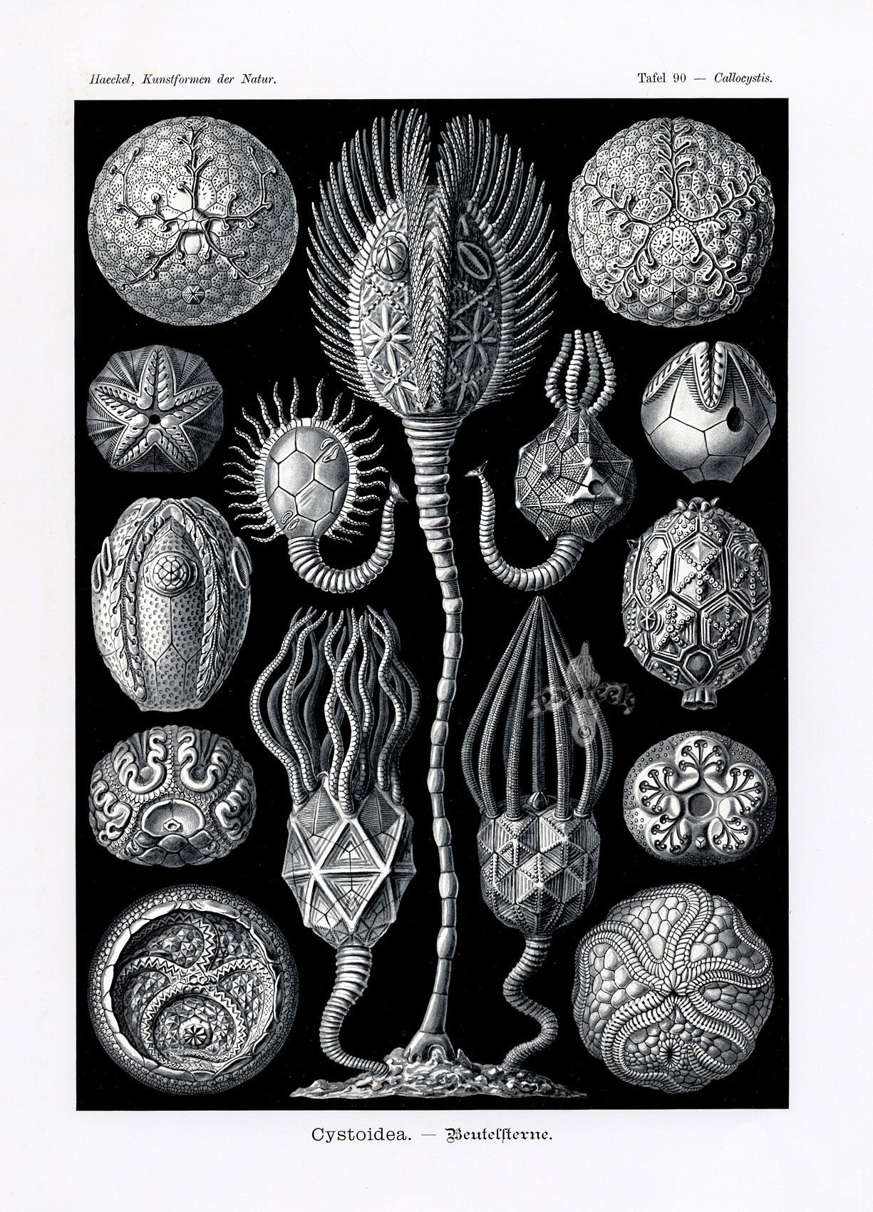 Ernst Haeckel Marine Life Shells Cystoidea Extinct | Panteek Antique Prints