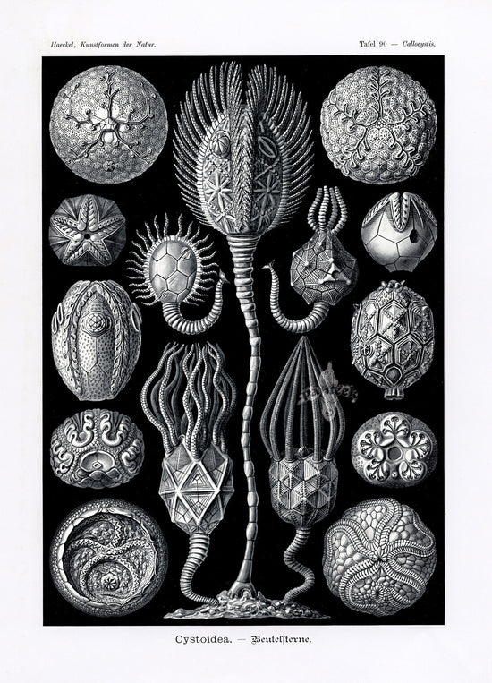 Ernst Haeckel Marine Life Shells Cystoidea Extinct | Panteek Antique Prints