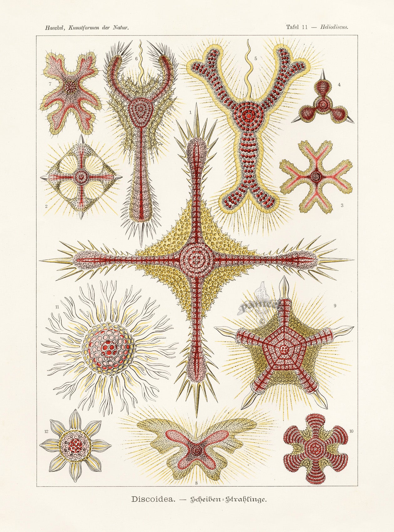 Ernst Haeckel Marine Life Shells Discoidea | Panteek Antique Prints