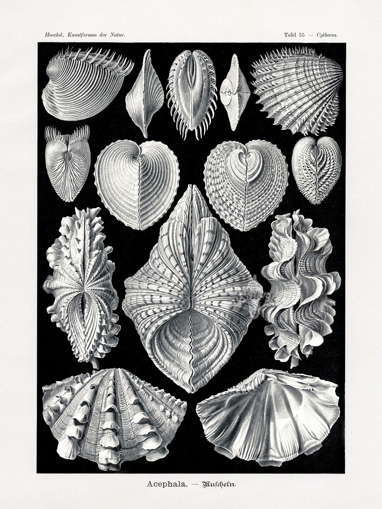 Ernst Haeckel Marine Life Shells Heart Chama Shell | Panteek Antique Prints