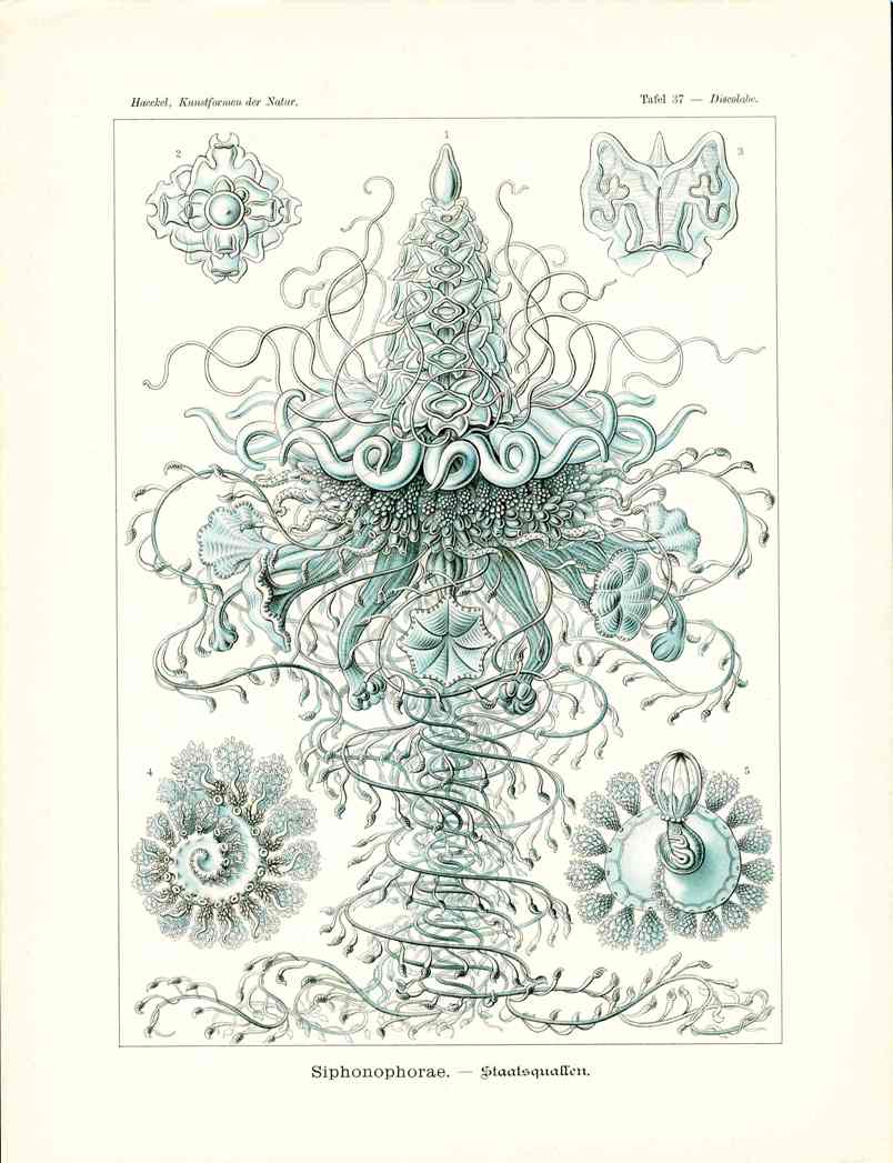 Ernst Haeckel Marine Life Shells Hydrozoa | Panteek Antique Prints