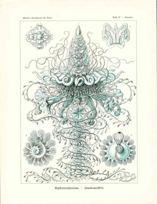 Ernst Haeckel Marine Life Shells Hydrozoa | Panteek Antique Prints