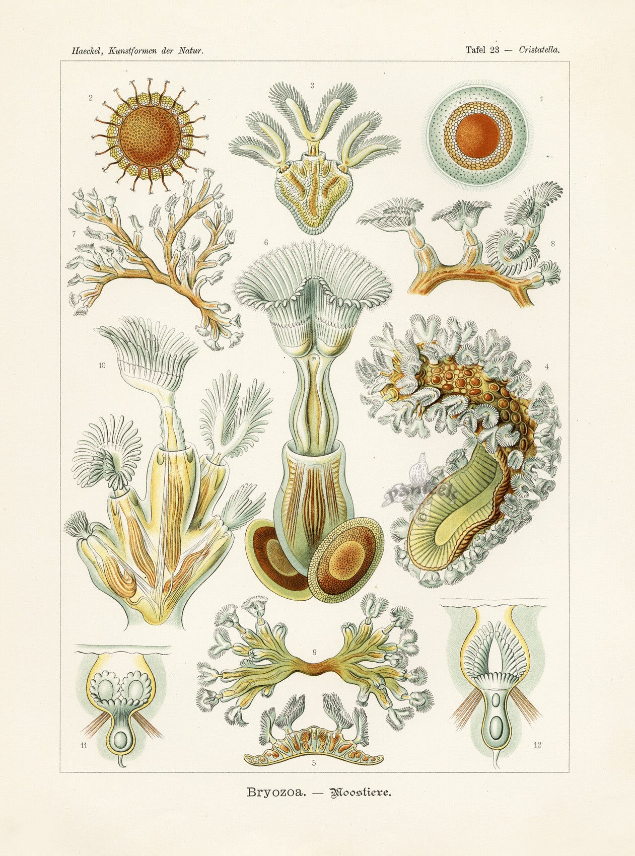 Ernst Haeckel Marine Life Shells Moss Animals