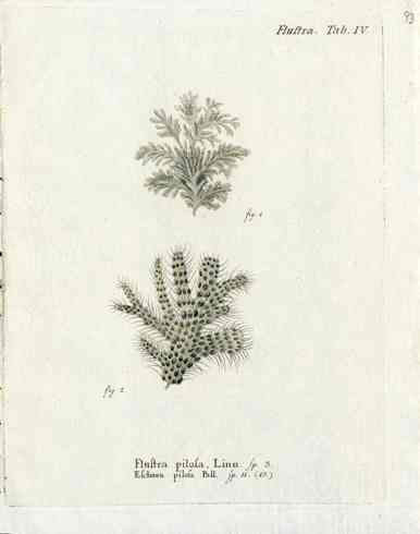 Esper Coral Antique Print Flustra Pilosa | Panteek Antique Prints