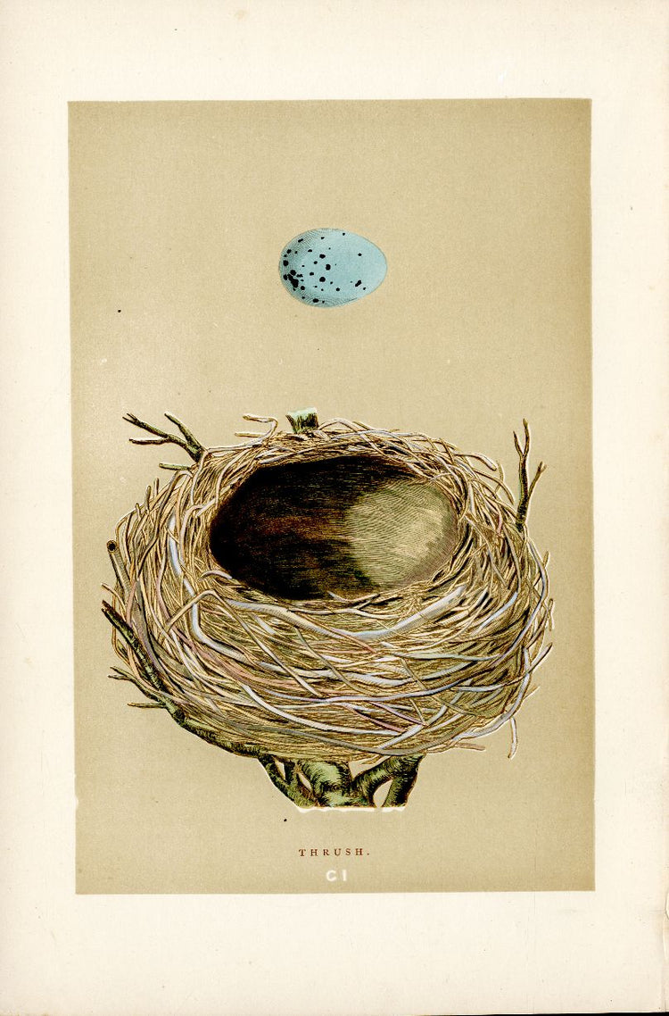 F.O. Morris Original Nest Egg Prints Thrush | Panteek Antique Prints