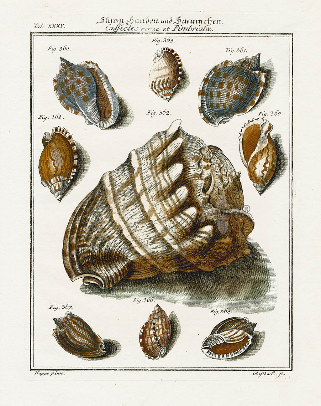 Friedrich Martini Engravings King's Crown Shell