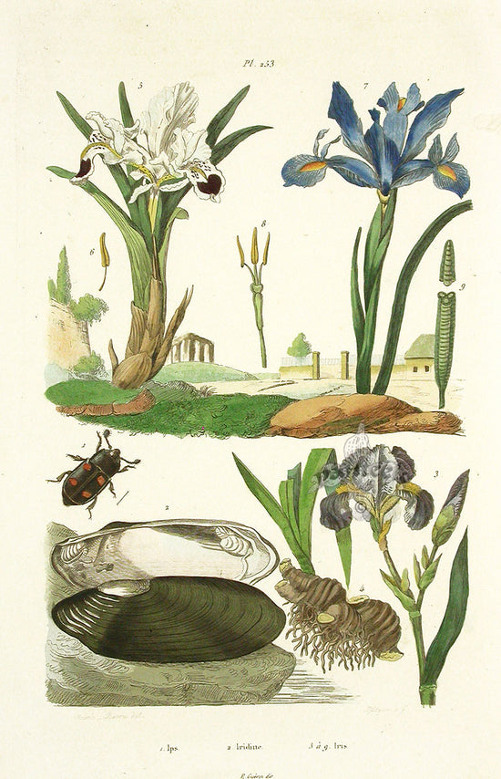 Guerin Original Natural History Prints 1836
