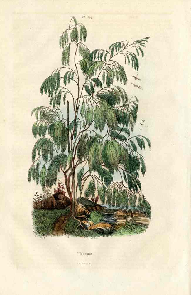 Guerin Antique Botanical Prints Fruits and Flowers Plocama Tree ...