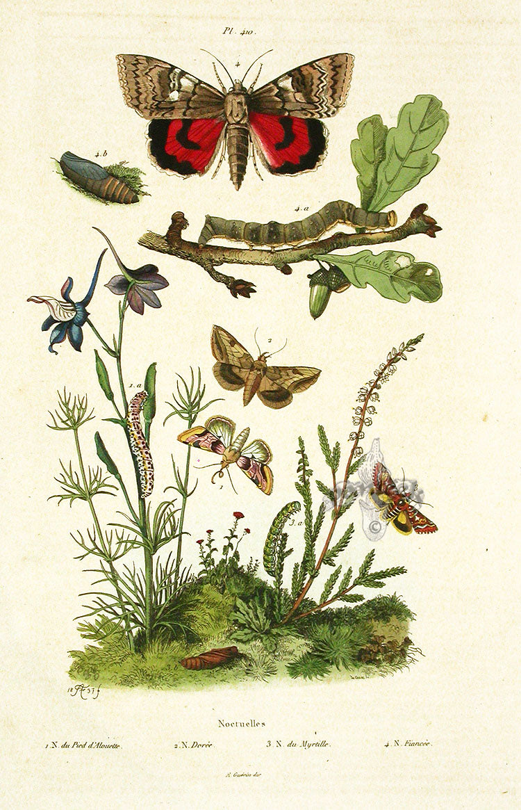 Guerin Hand Colored Antique Prints Red Underwing Moth | Panteek Antique ...