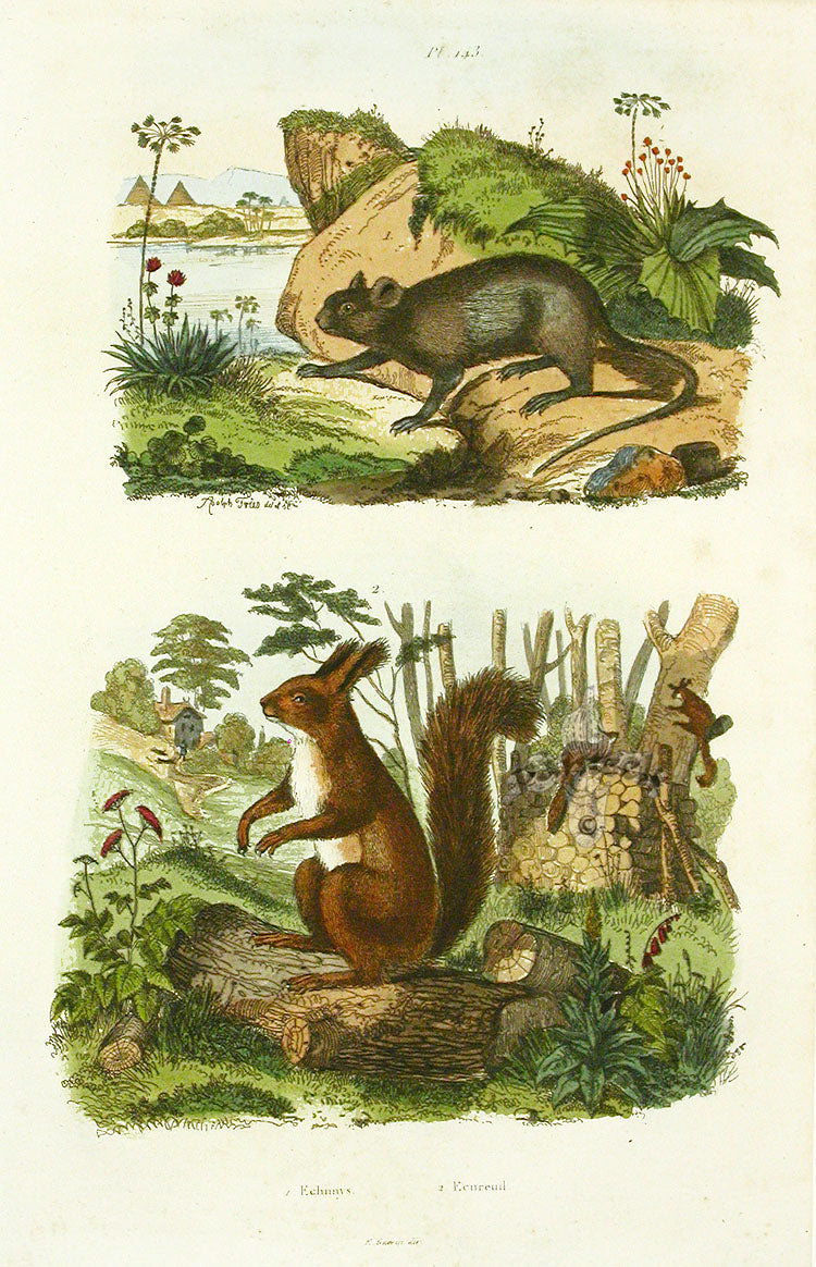 Guerin-Meneville Natural History Mammal Print Echimys, Ecureuil ...