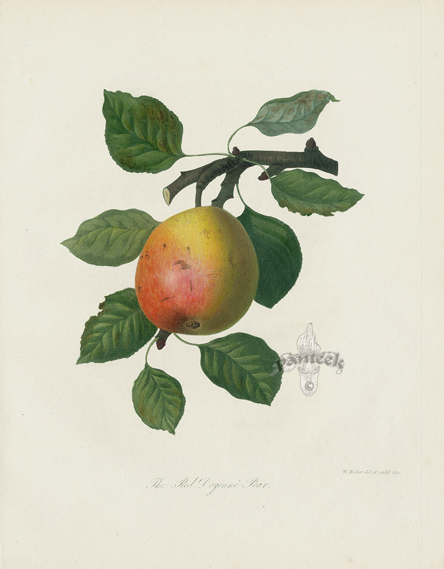Horticultural Transactions 1835 Fruit & Vegetable Prints Doyenne Pear