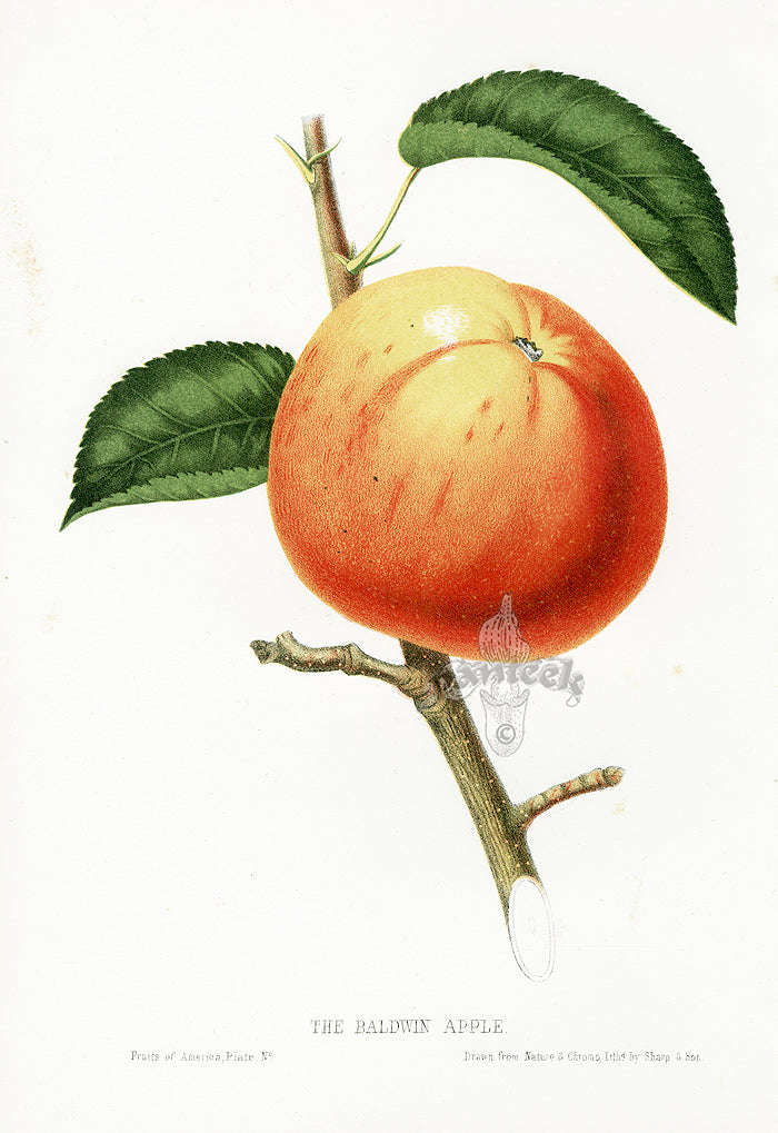 Hovey Fruits Chromolithograph Print Baldwin Apple | Panteek Antique Prints