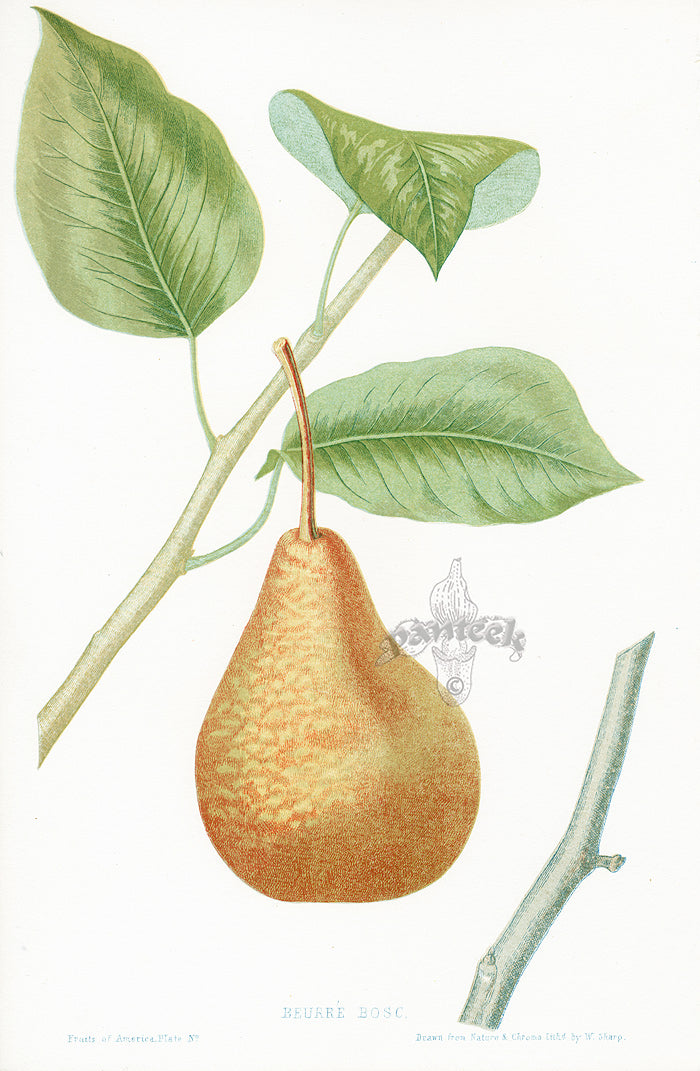 Hovey Fruits Chromolithograph Print Beurre Bosc Pear | Panteek Antique ...