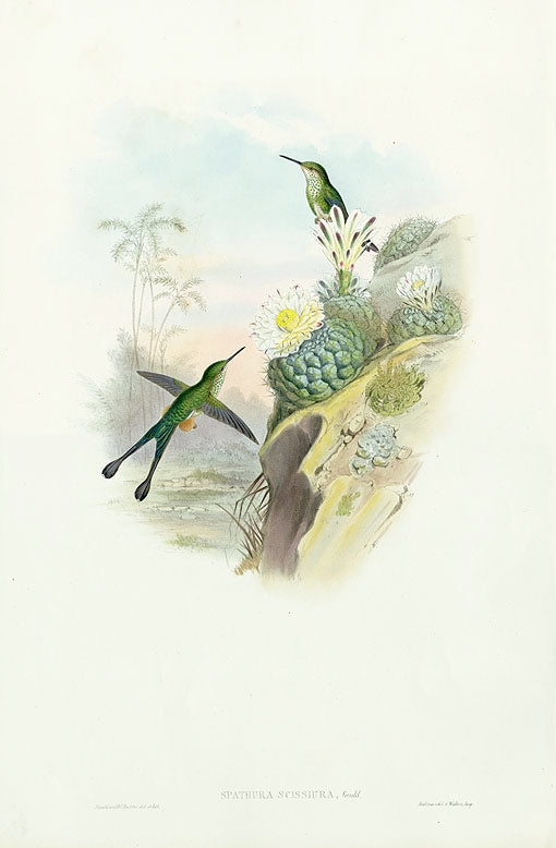 John Gould Hummingbird Scissor-tailed Racket-tail GHB112