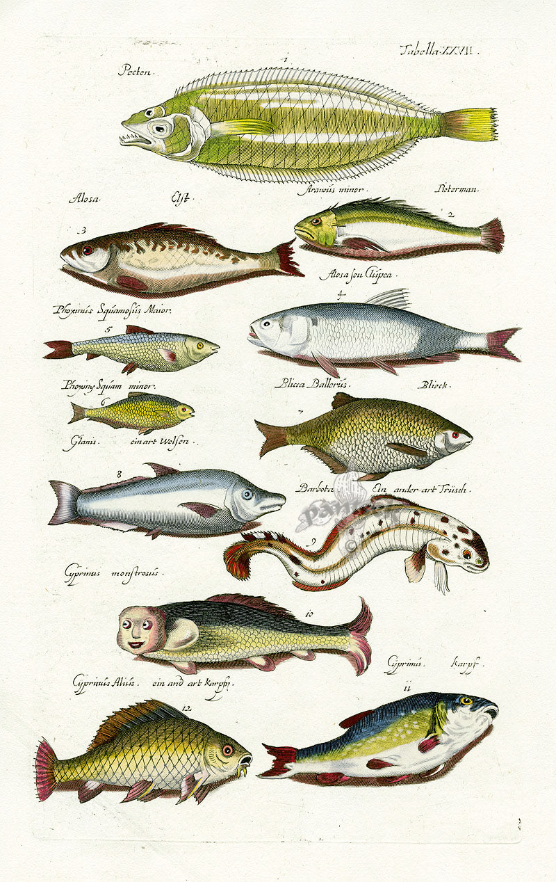 Johnston Historiae Naturalis Original Print Lady Carp | Panteek Antique ...