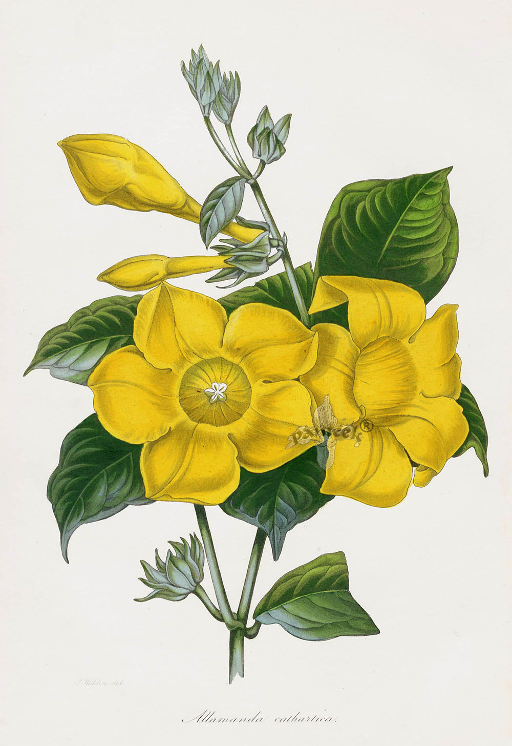 Joseph Paxton Antique Botanical Print 1834 Allamanda | Panteek Antique ...