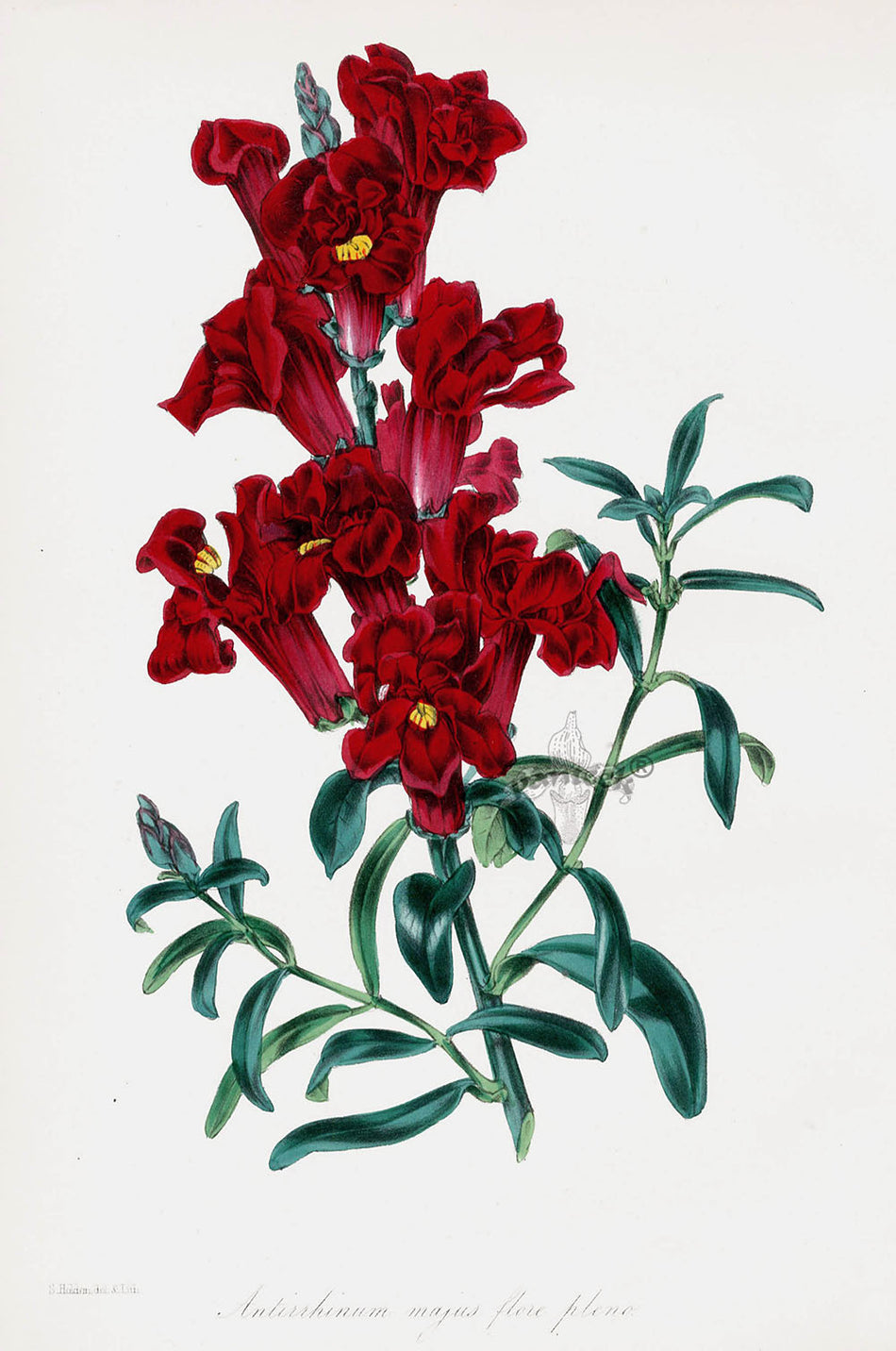 Joseph Paxton Antique Botanical Print 1834 Antirrhinum