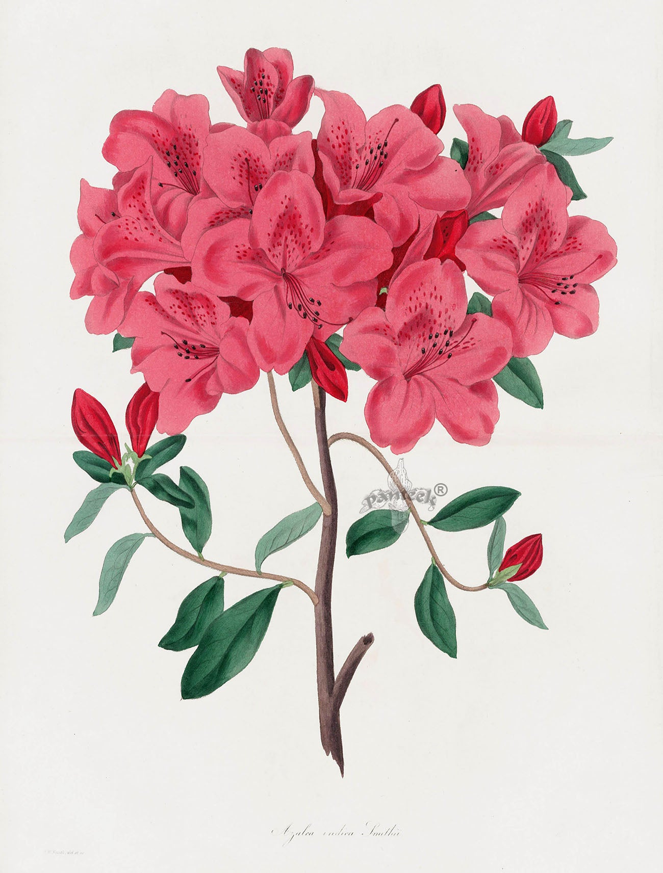 Joseph Paxton Antique Botanical Print 1834 Azalea ind. | Panteek ...
