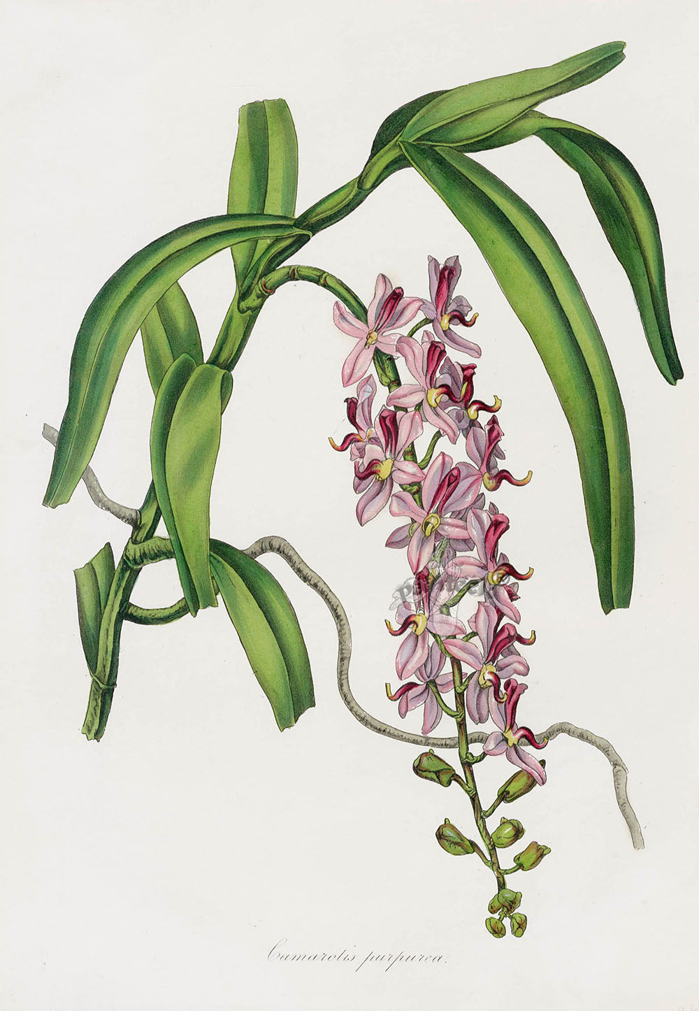 Joseph Paxton Antique Botanical Print 1834 Camarotis Orchid | Panteek ...