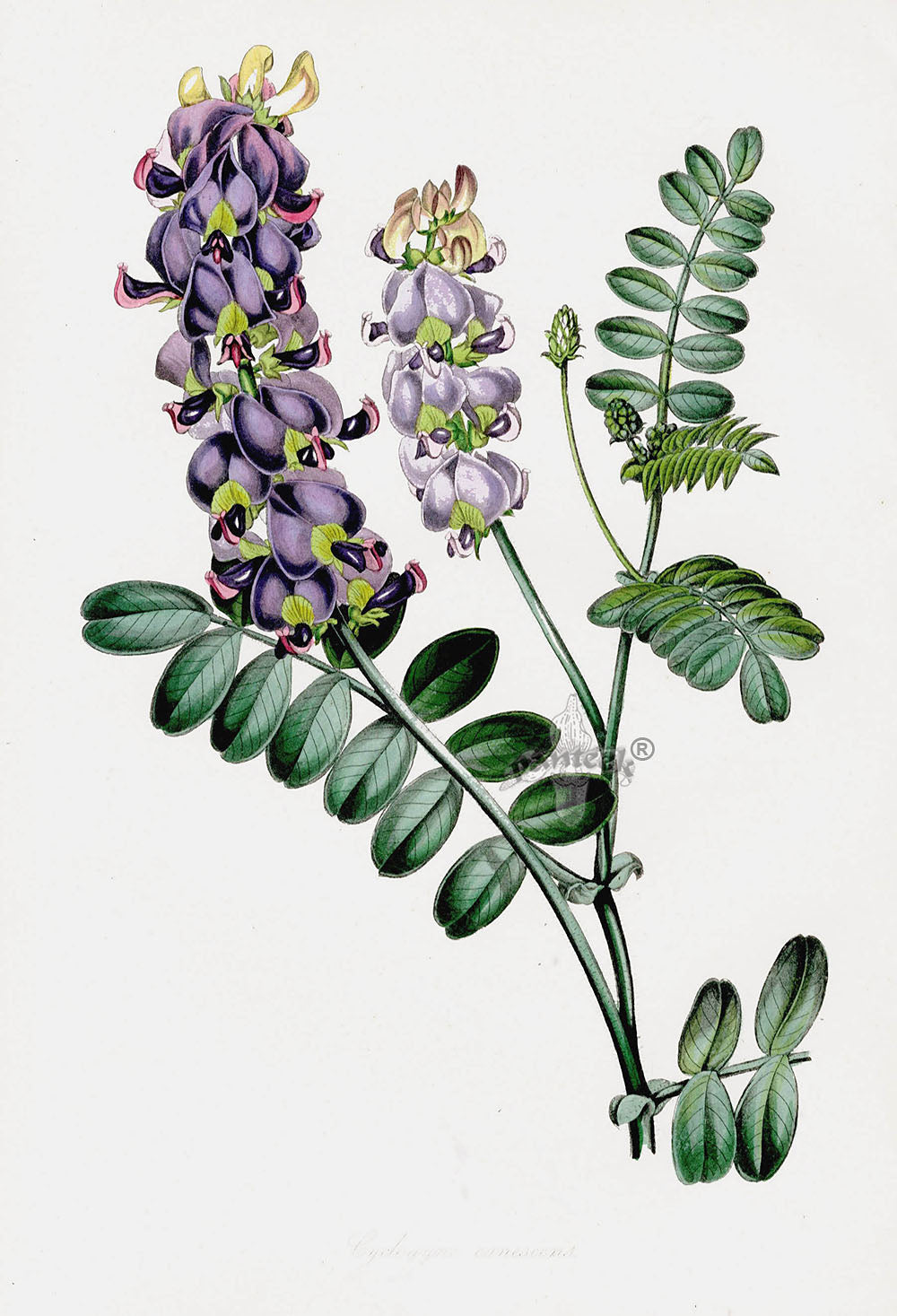 Joseph Paxton Antique Botanical Print 1834 Cyclogyne | Panteek Antique ...