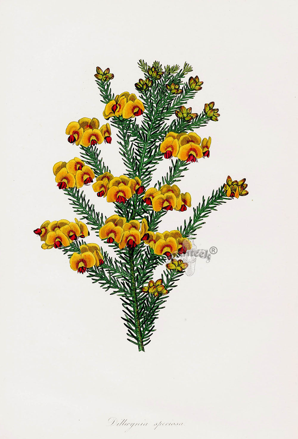 Joseph Paxton Antique Botanical Print 1834 Dillwynia