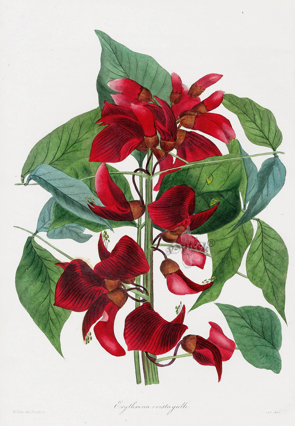 Joseph Paxton Antique Botanical Print 1834 Erythrina