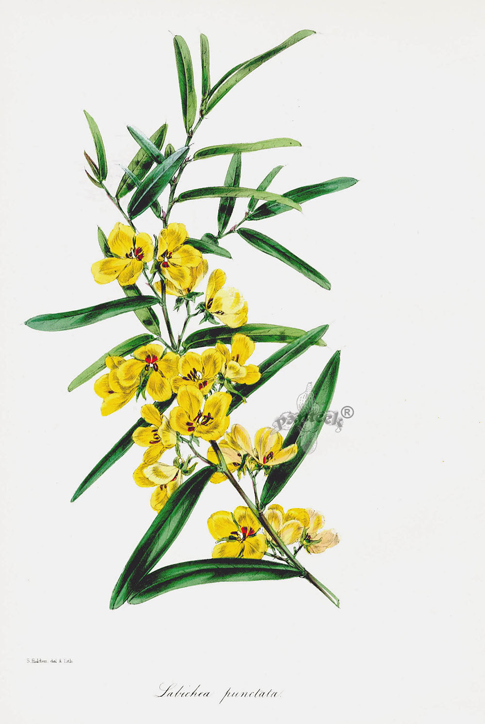 Joseph Paxton Antique Botanical Print 1834 Labichea | Panteek Antique ...