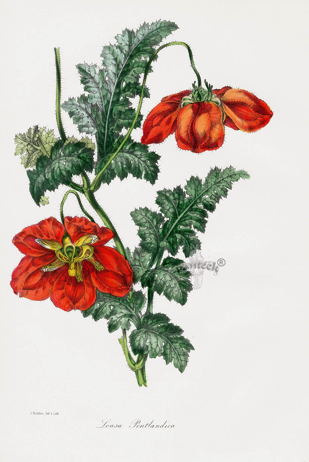 Joseph Paxton Antique Botanical Print 1834 Loasa | Panteek Antique Prints