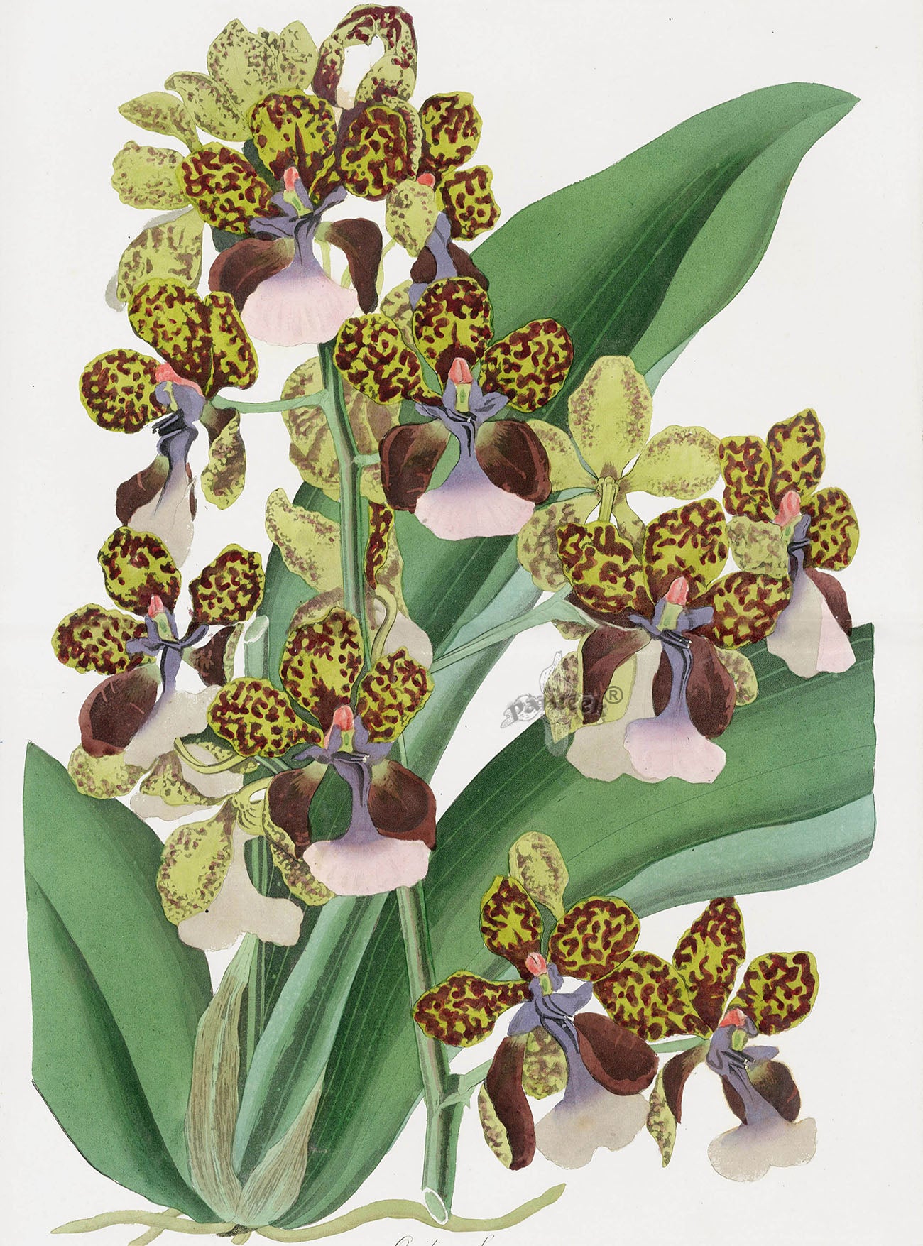 Joseph Paxton Antique Botanical Print 1834 Oncidium lan. | Panteek ...