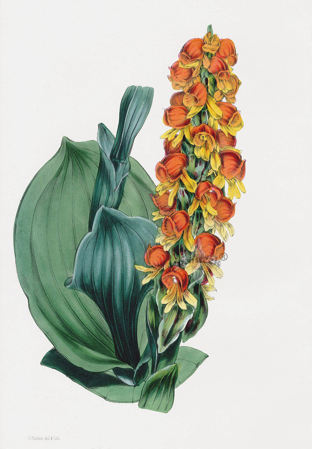 Joseph Paxton Antique Botanical Print 1834 Orchid | Panteek Antique Prints