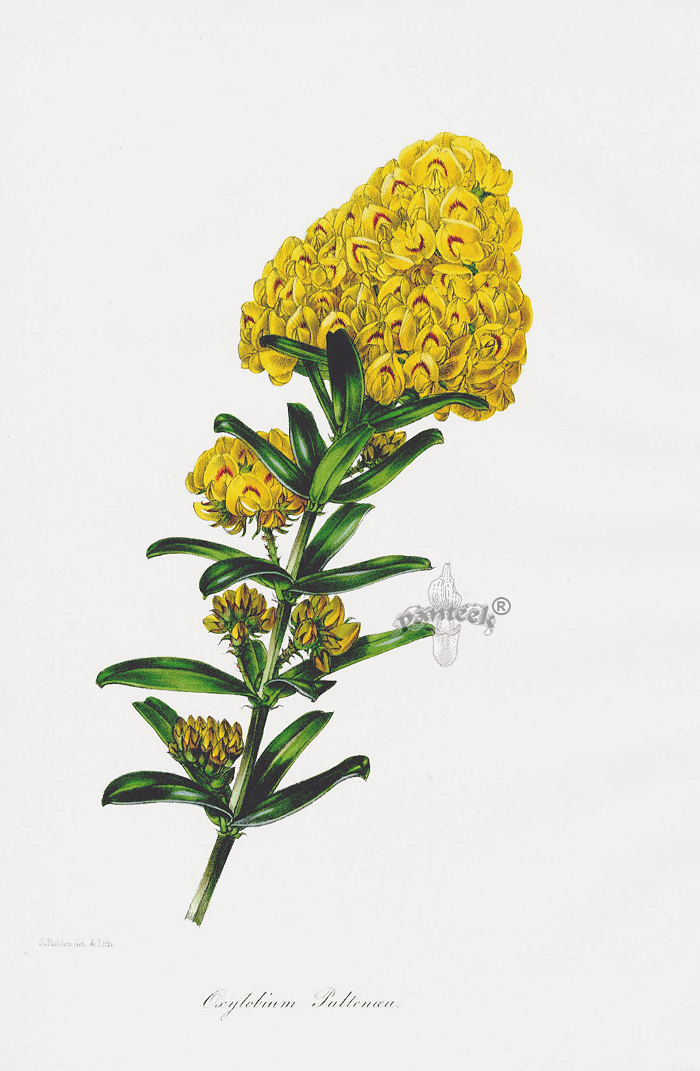 Joseph Paxton Antique Botanical Print 1834 Oxylobium pul | Panteek ...