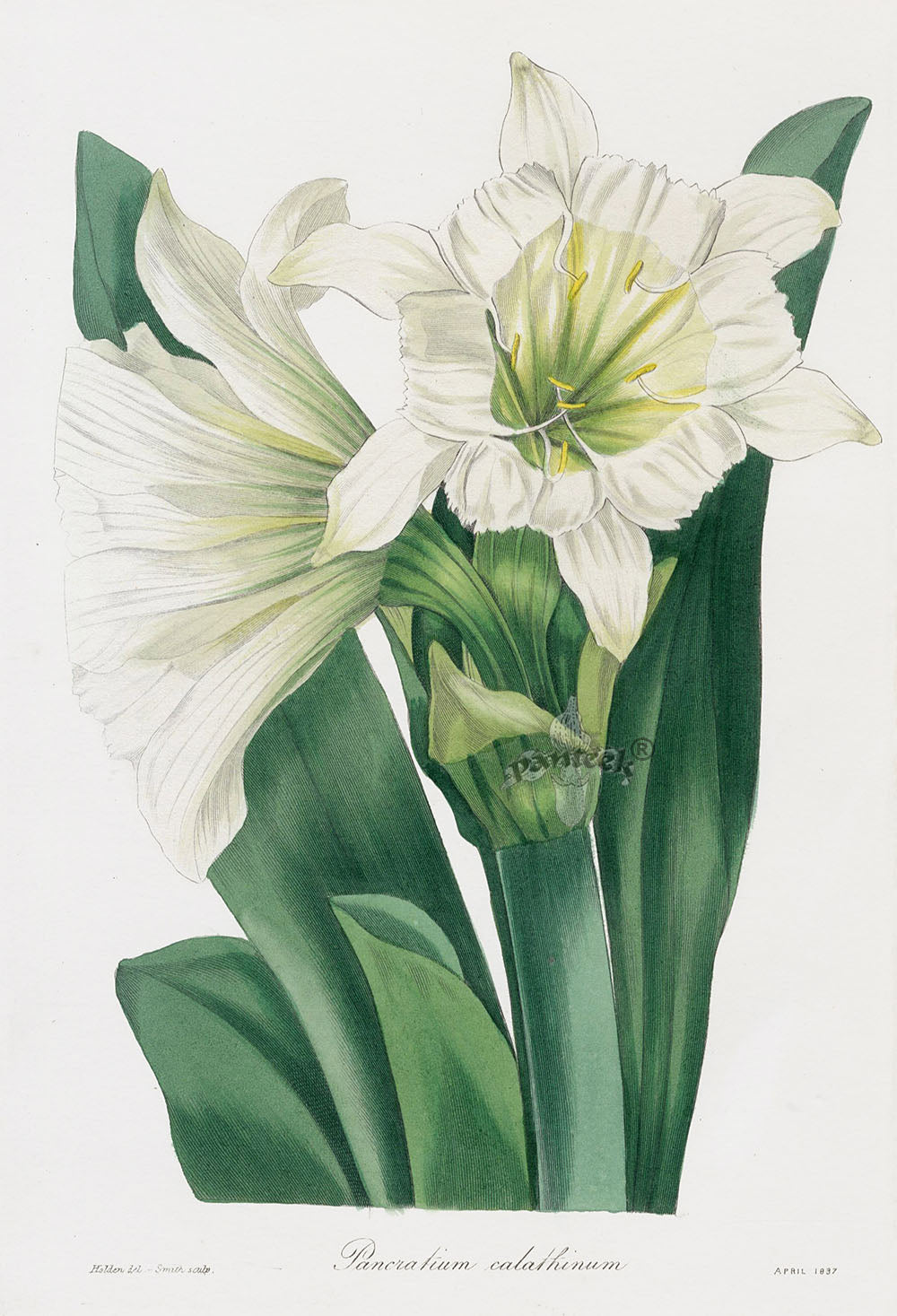 Joseph Paxton Antique Botanical Print 1834 Pancratium | Panteek Antique ...