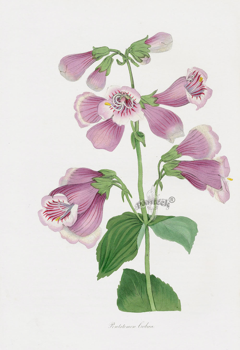 Joseph Paxton Antique Botanical Print 1834 Penstemon cob. | Panteek ...