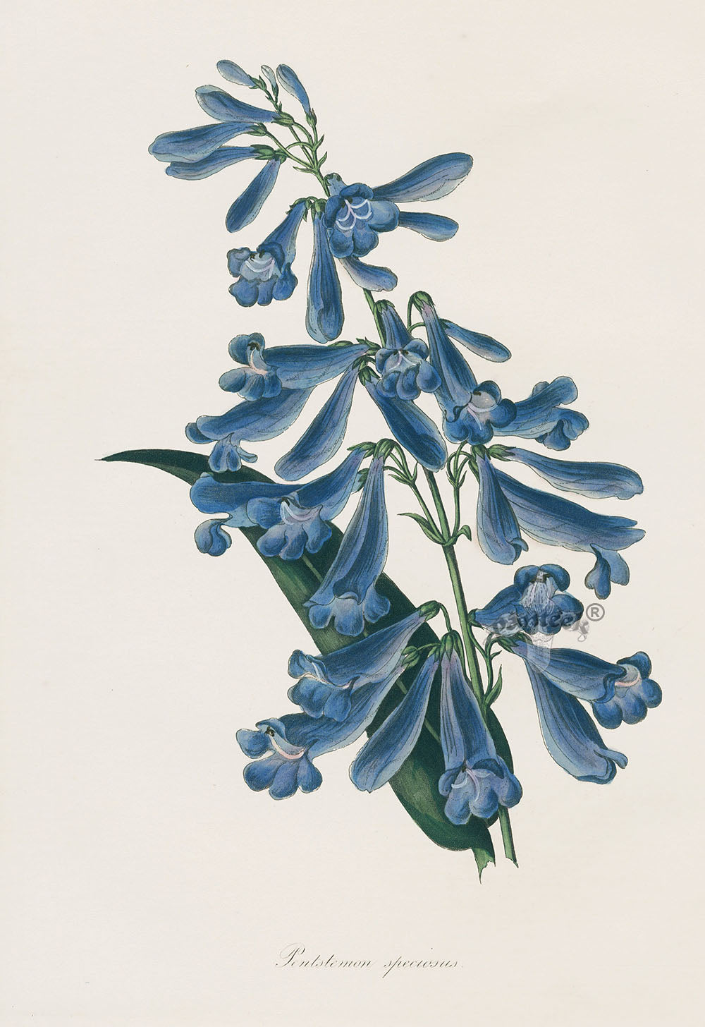 Joseph Paxton Antique Botanical Print 1834 Pentstemon spe. | Panteek ...