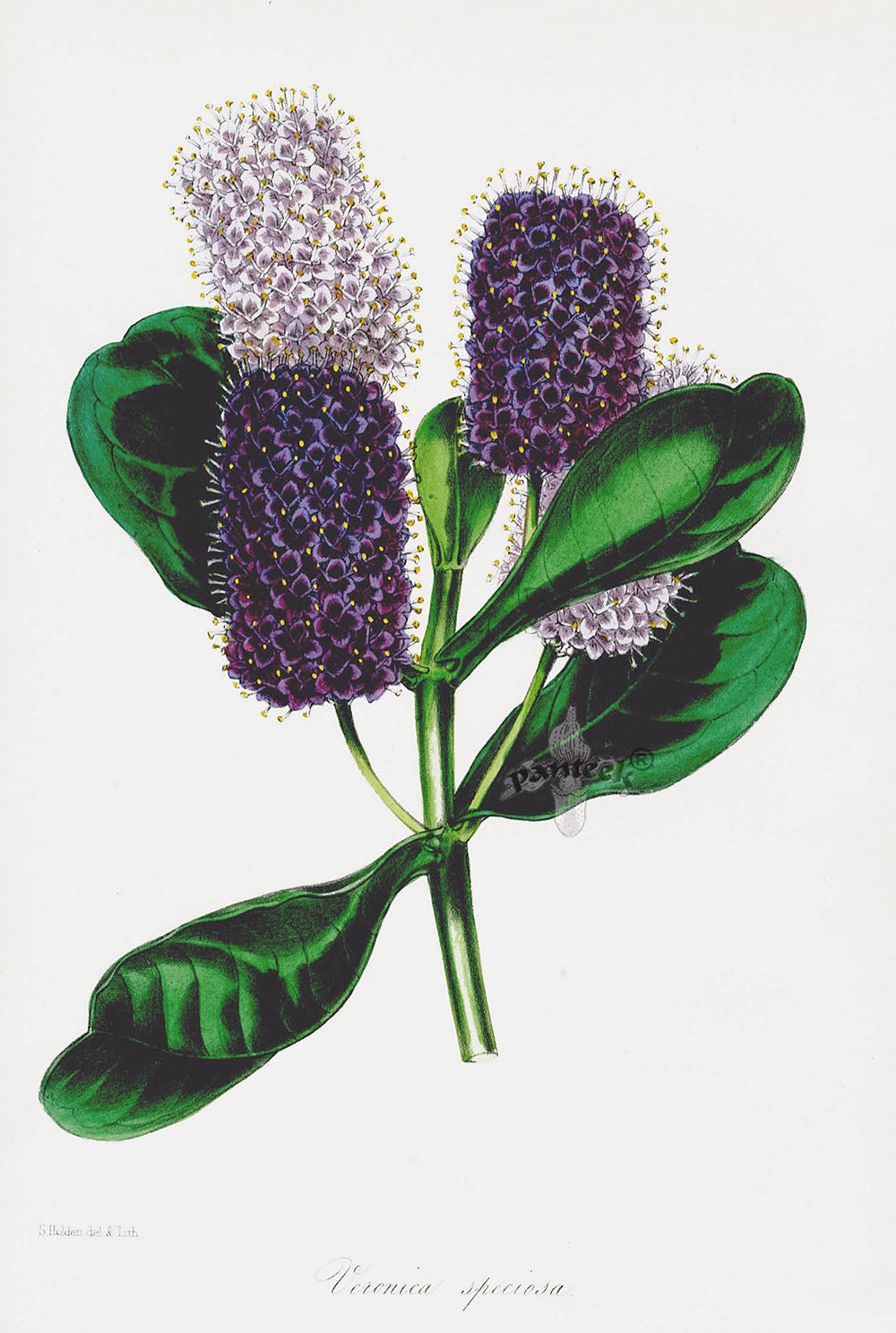 Joseph Paxton Antique Botanical Print 1834 Veronica Speciosa | Panteek ...