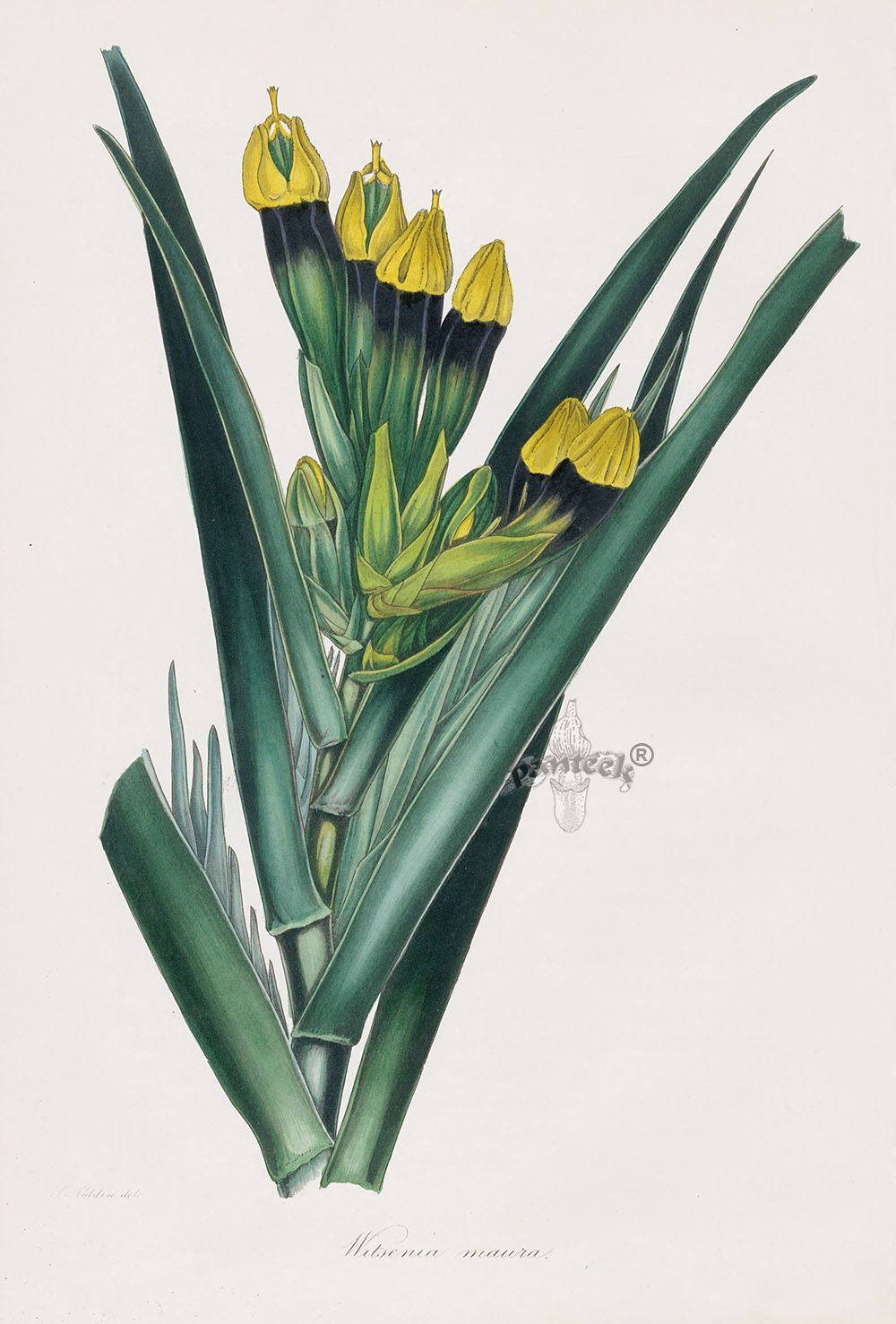 Joseph Paxton Antique Botanical Print 1834 Witsenia | Panteek Antique ...