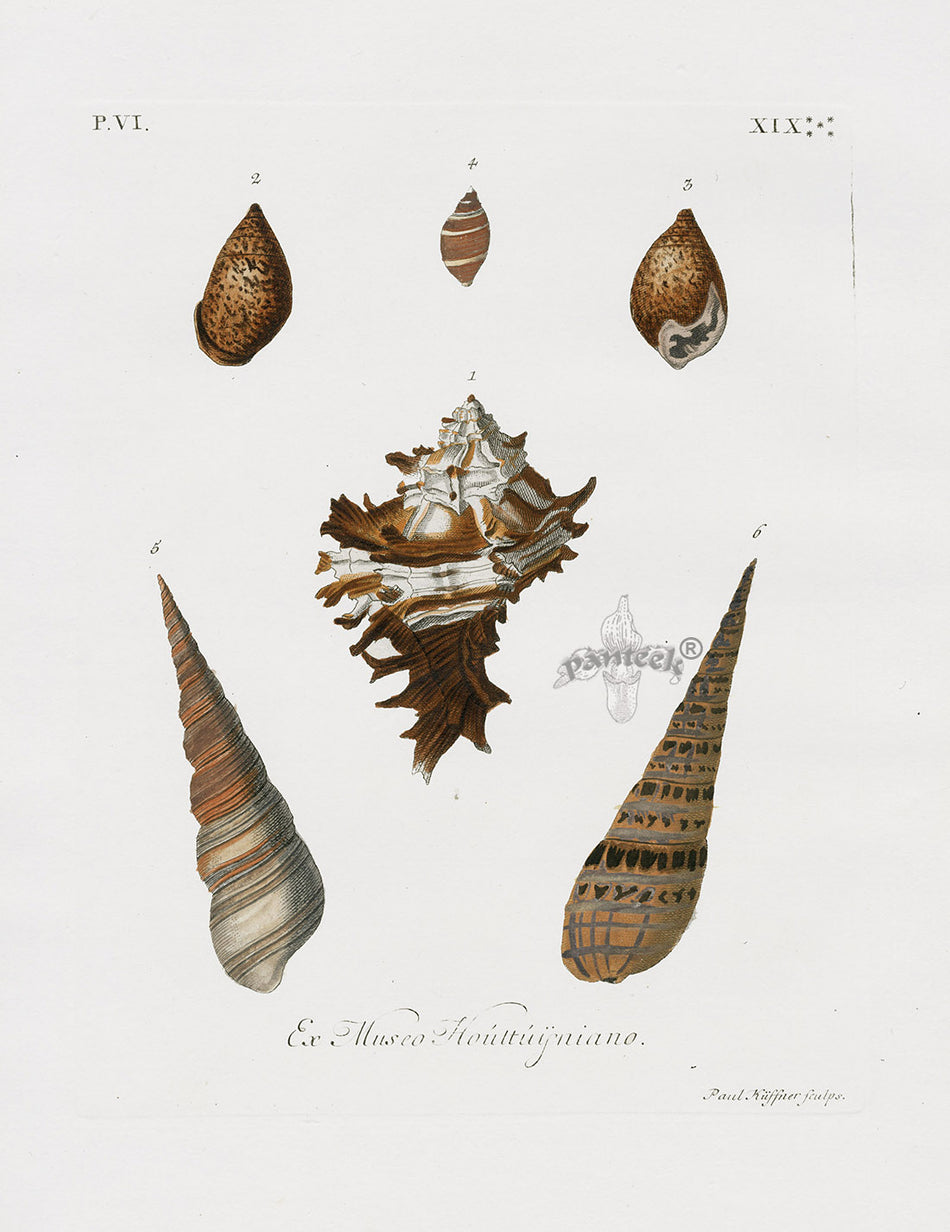 Knorr Shells Original Folio Giant Murex | Panteek Antique Prints