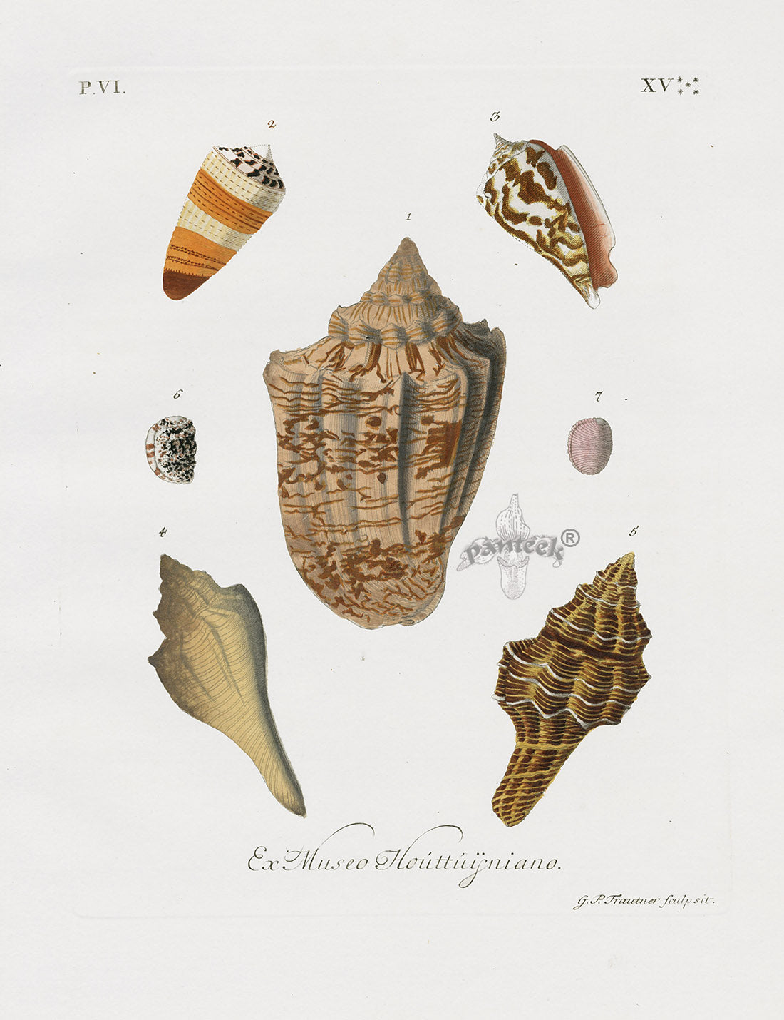 Knorr Shells Original Folio Hebrew Volute | Panteek Antique Prints