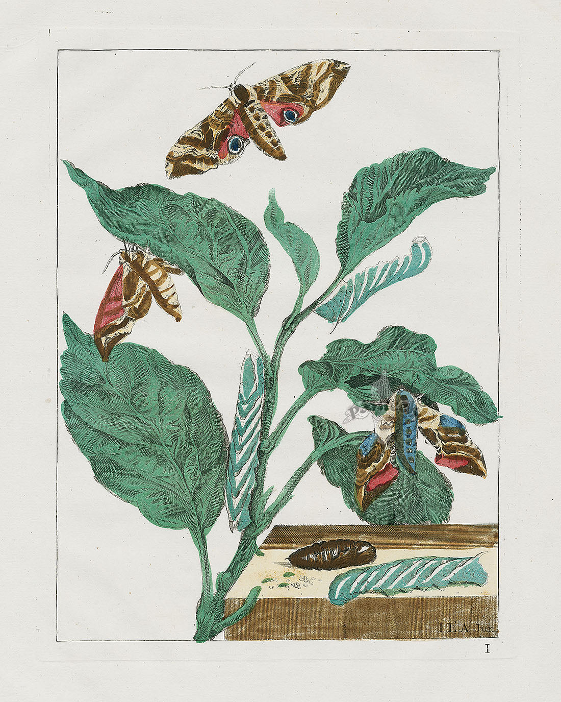L'Admiral Original Hand Colored Copper Plate Engravings PLATE I, Sphinx ...