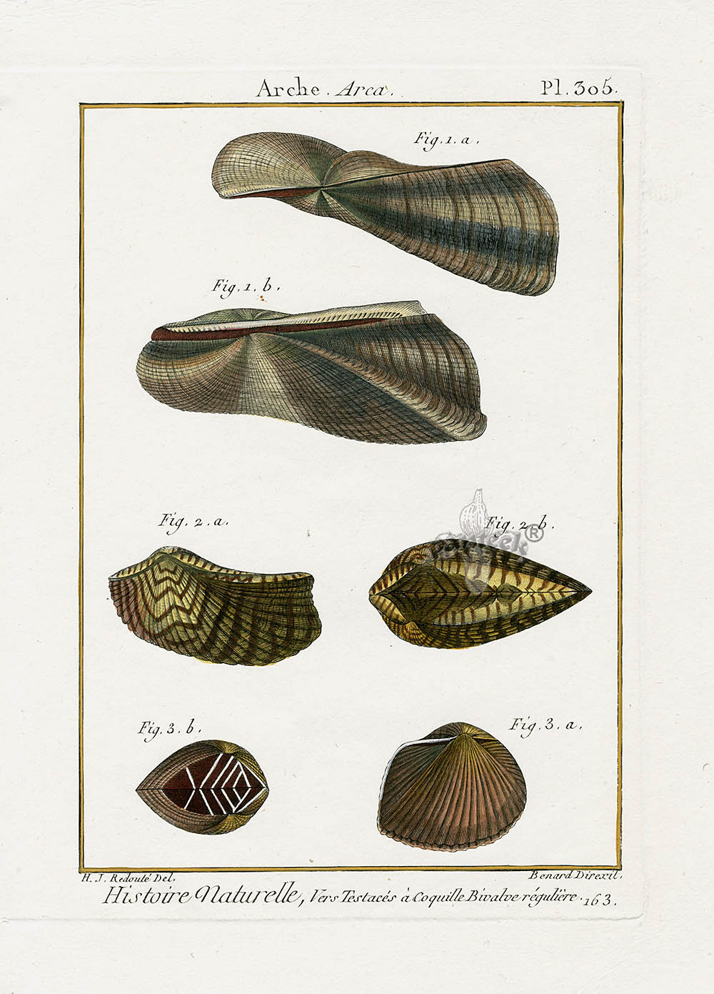 Lamarck Antique Blood Ark Shells 1782 | Panteek Antique Prints