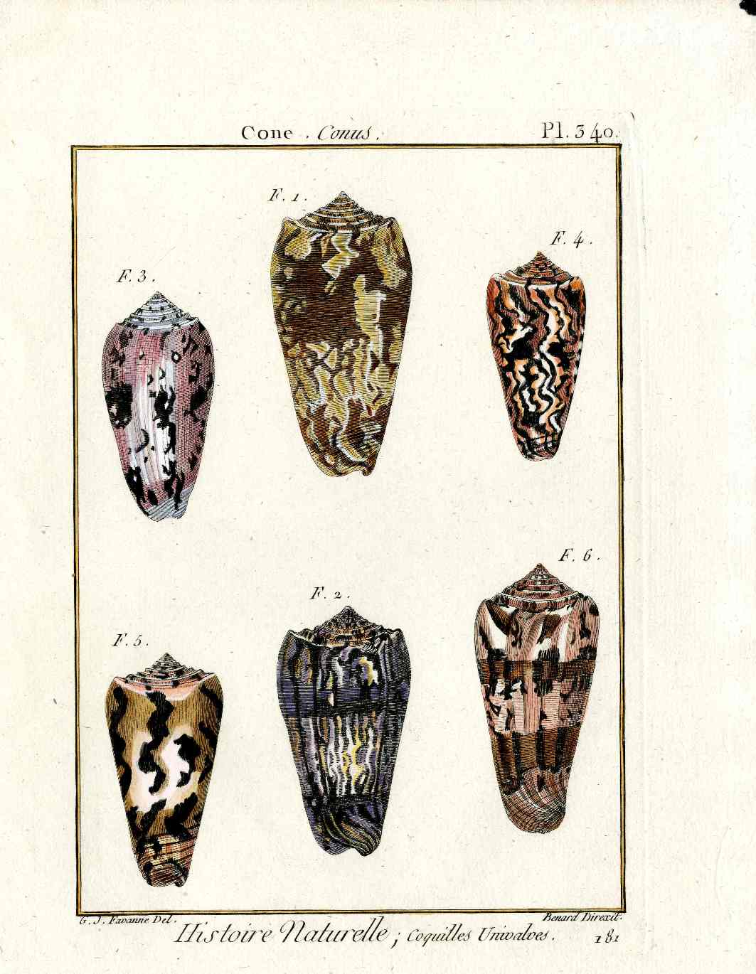 Lamarck Antique Conus or Cone Shells 1782 | Panteek Antique Prints