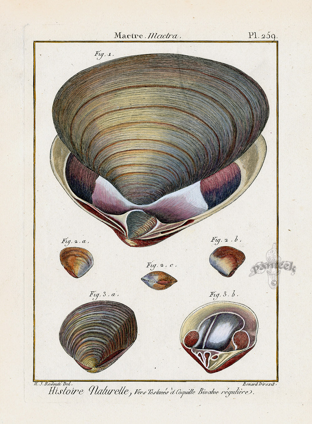 Lamarck Antique Mactra Shells 1782 | Panteek Antique Prints