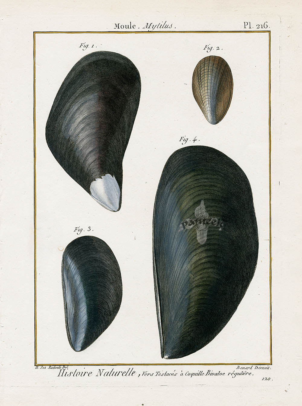 Lamarck Antique Mussel Shells 1782 | Panteek Antique Prints