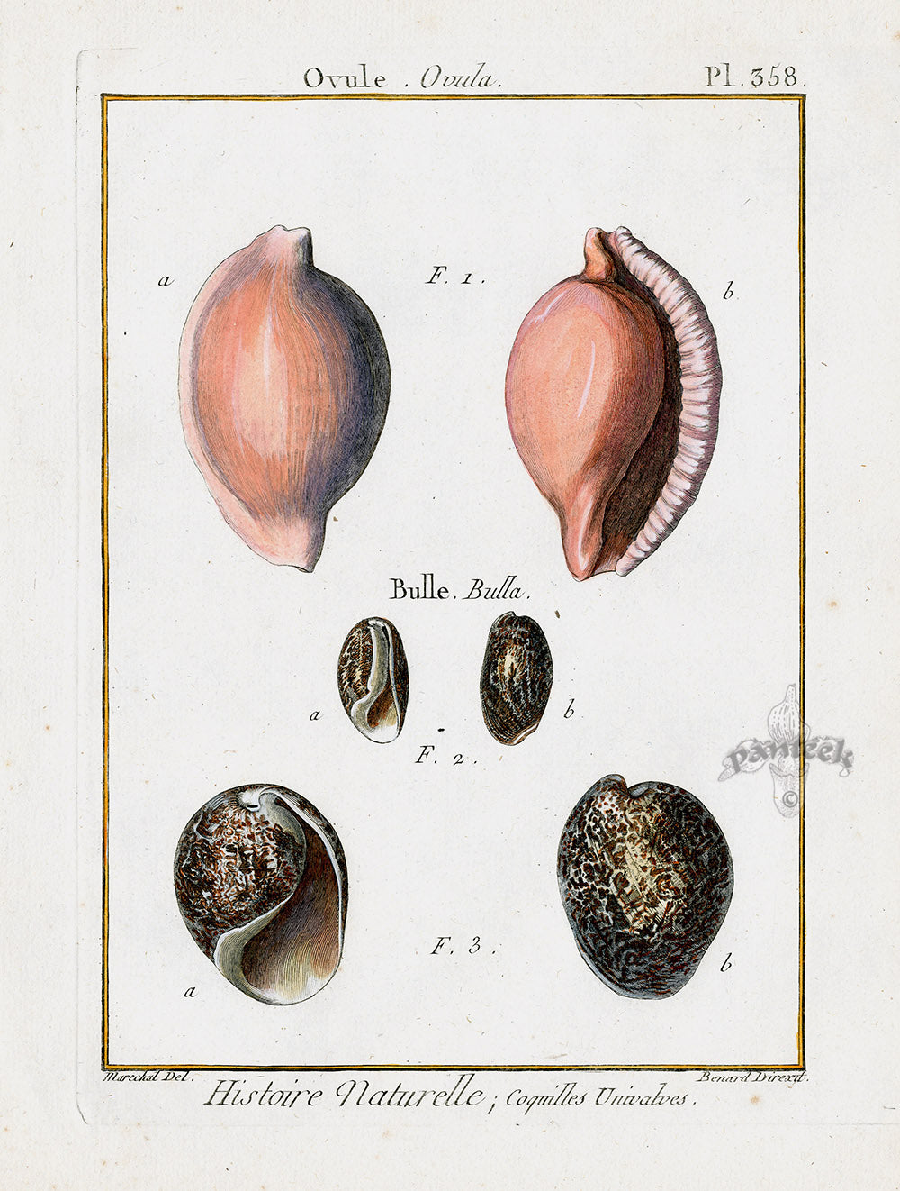 Lamarck Antique Ovula Shells 1782 | Panteek Antique Prints