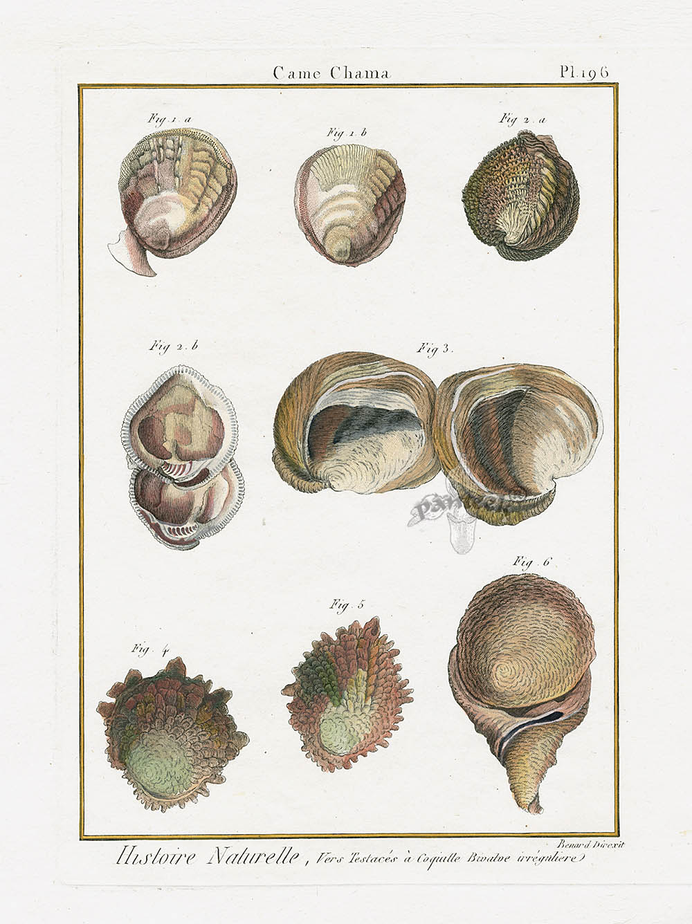 Lamarck Antique Spiny Rock Shells 1782 | Panteek Antique Prints