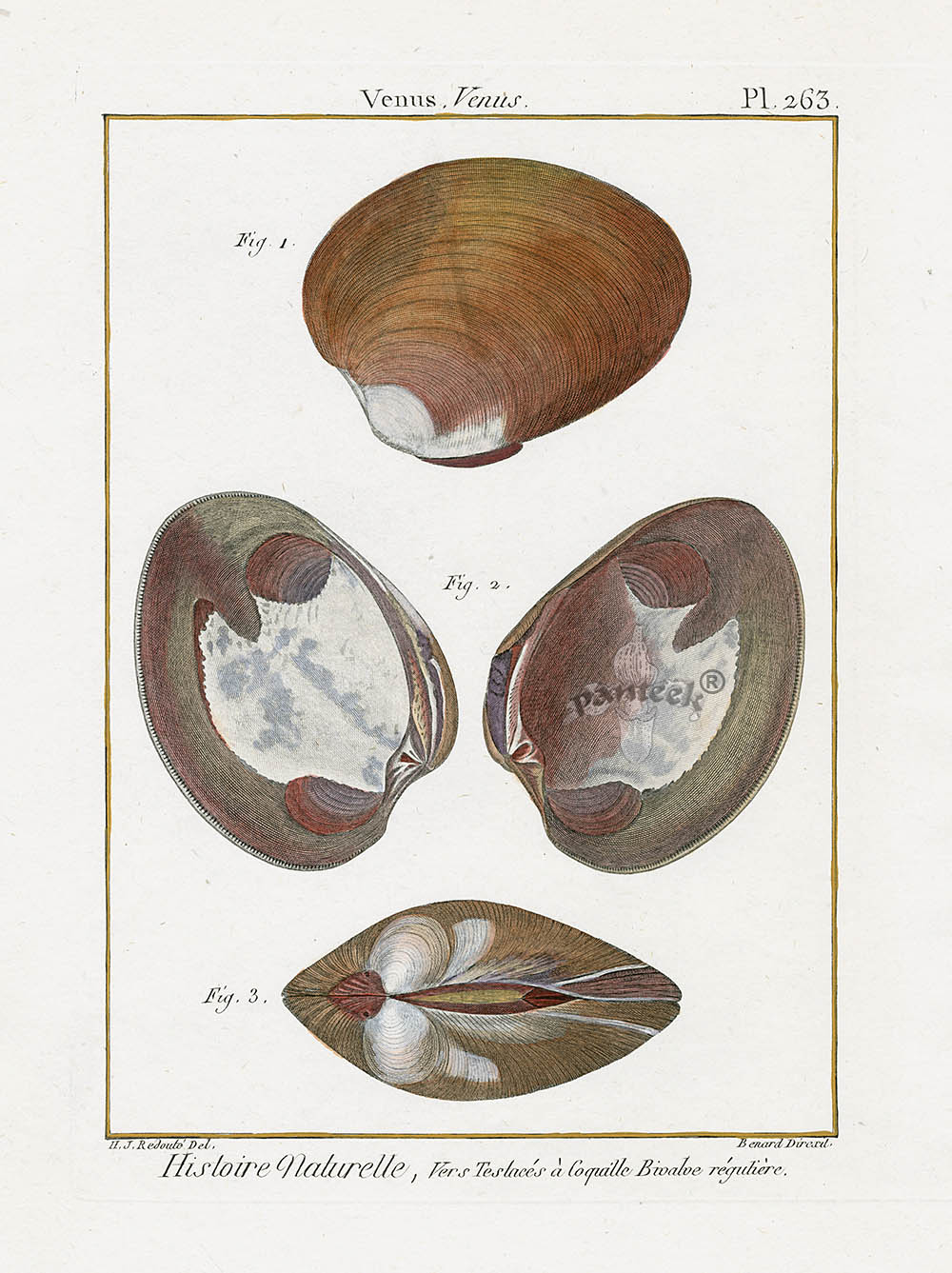 Lamarck Antique Venus Shells 1782 | Panteek Antique Prints