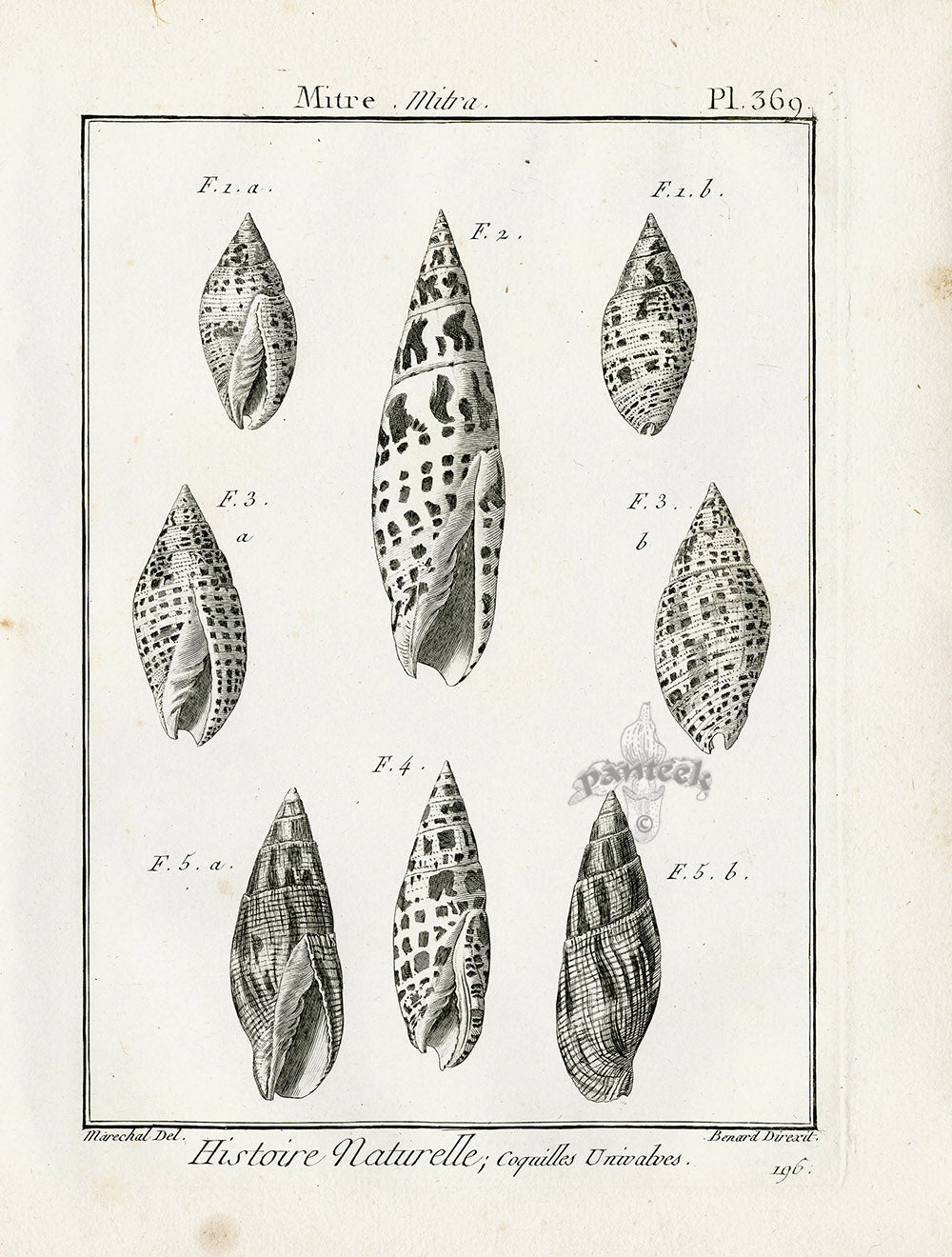 Lamarck Black and White Mitre Shells 1757 | Panteek Antique Prints