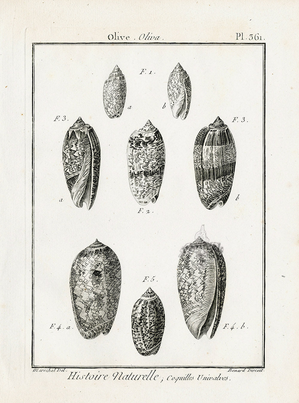 Lamarck Black and White Olive Shells 1757 | Panteek Antique Prints