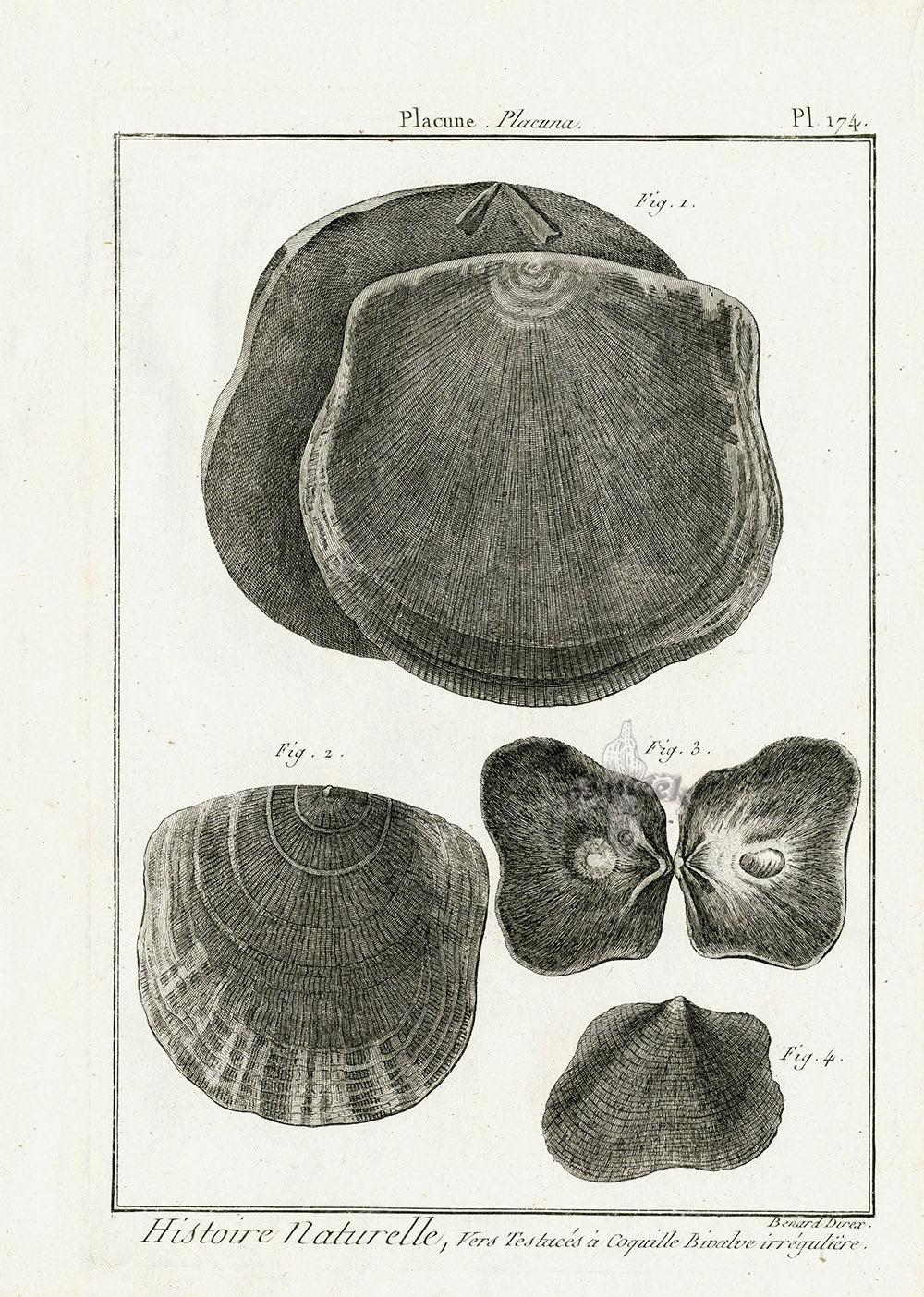 Lamarck Black and White Placuna Shells 1757 | Panteek Antique Prints